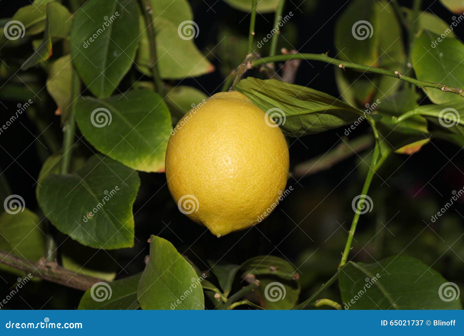 Lemon branch stock image. Image of nature, close, mediterranean - 65021737