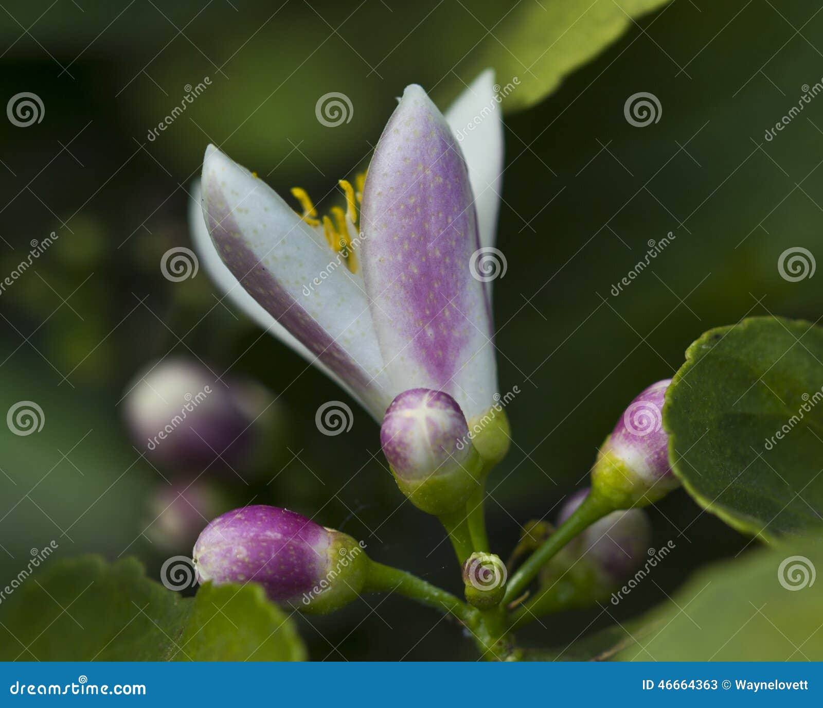 Lemon Bud stock image. Image of citrus, tree, flowers - 46664363