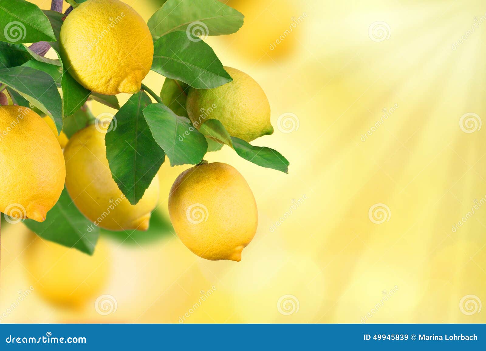 Lemon Bunch with Space for Text Stock Image - Image of hanging, juice ...