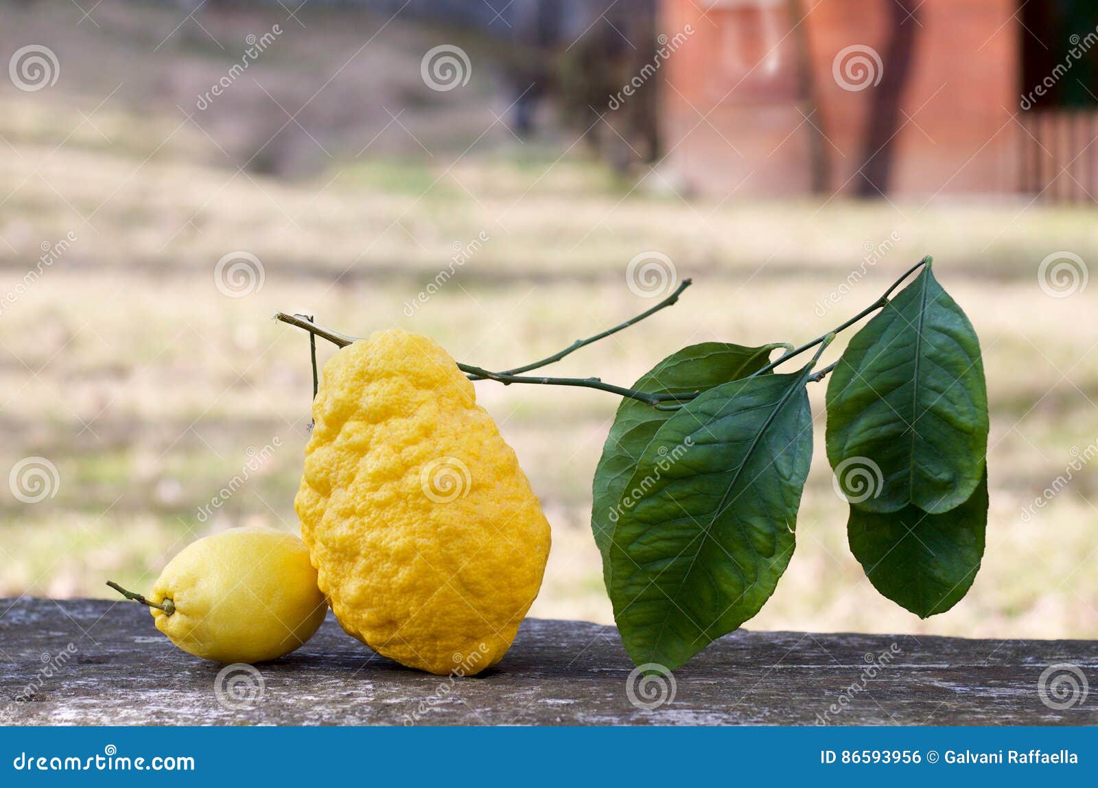 Lemon and Cedar on a Stone in the Garden Stock Photo - Image of concept ...