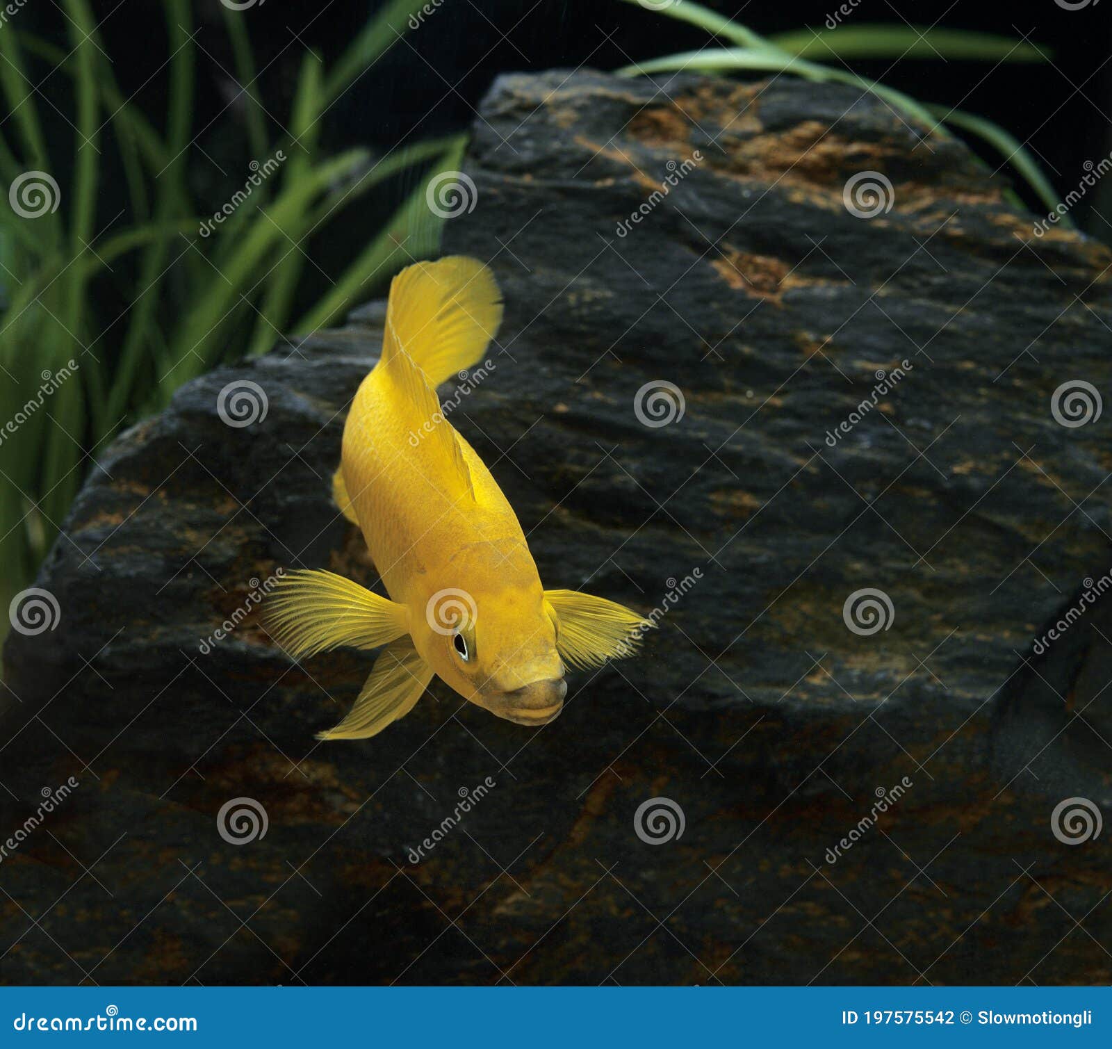 Lemon Cichlid, Neolamprologus Leleupi Stock Photo - Image of lemon ...