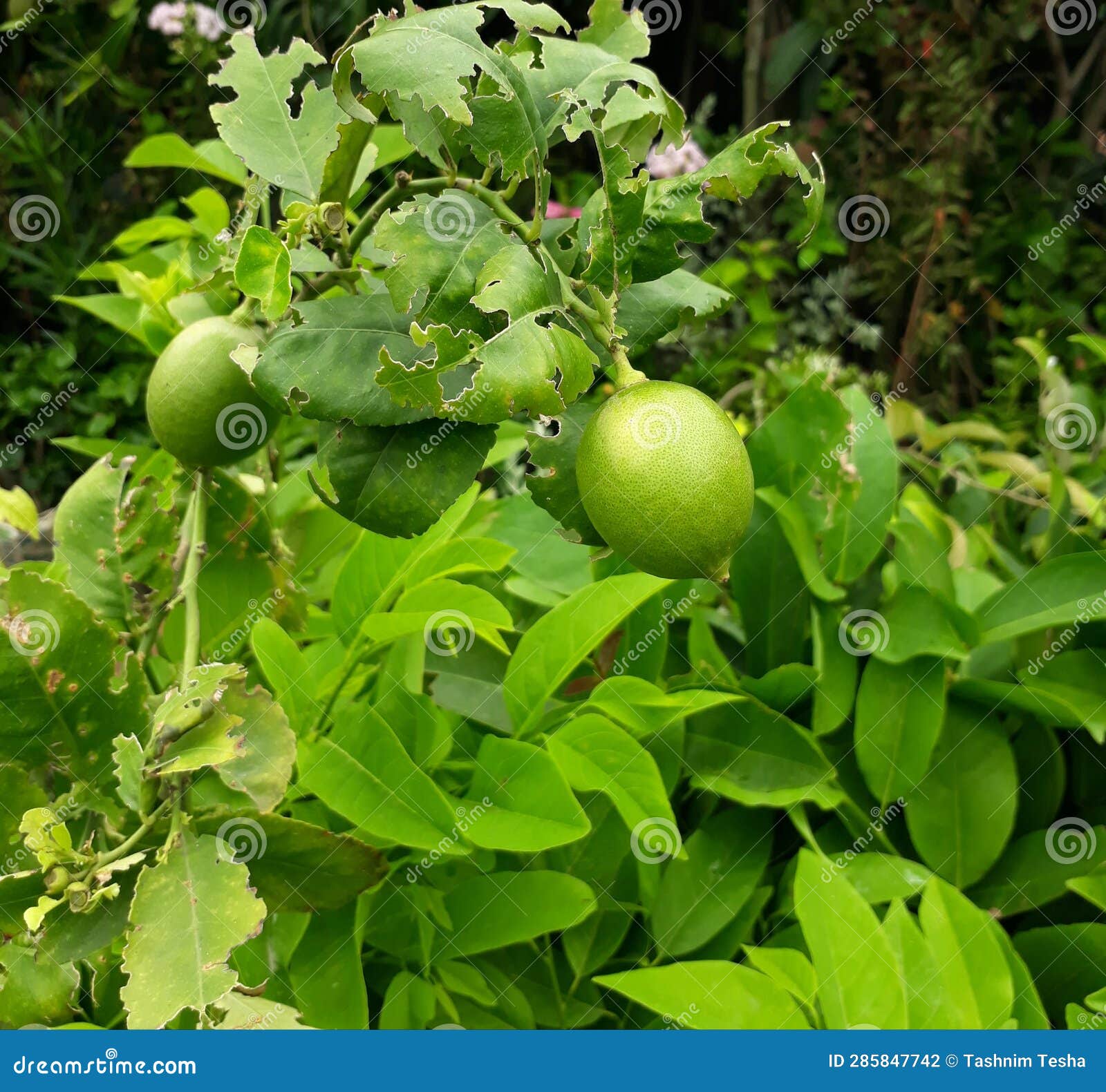 The Lemon (Citrus × Limon) is a Species of Small Evergreen Tree Stock ...