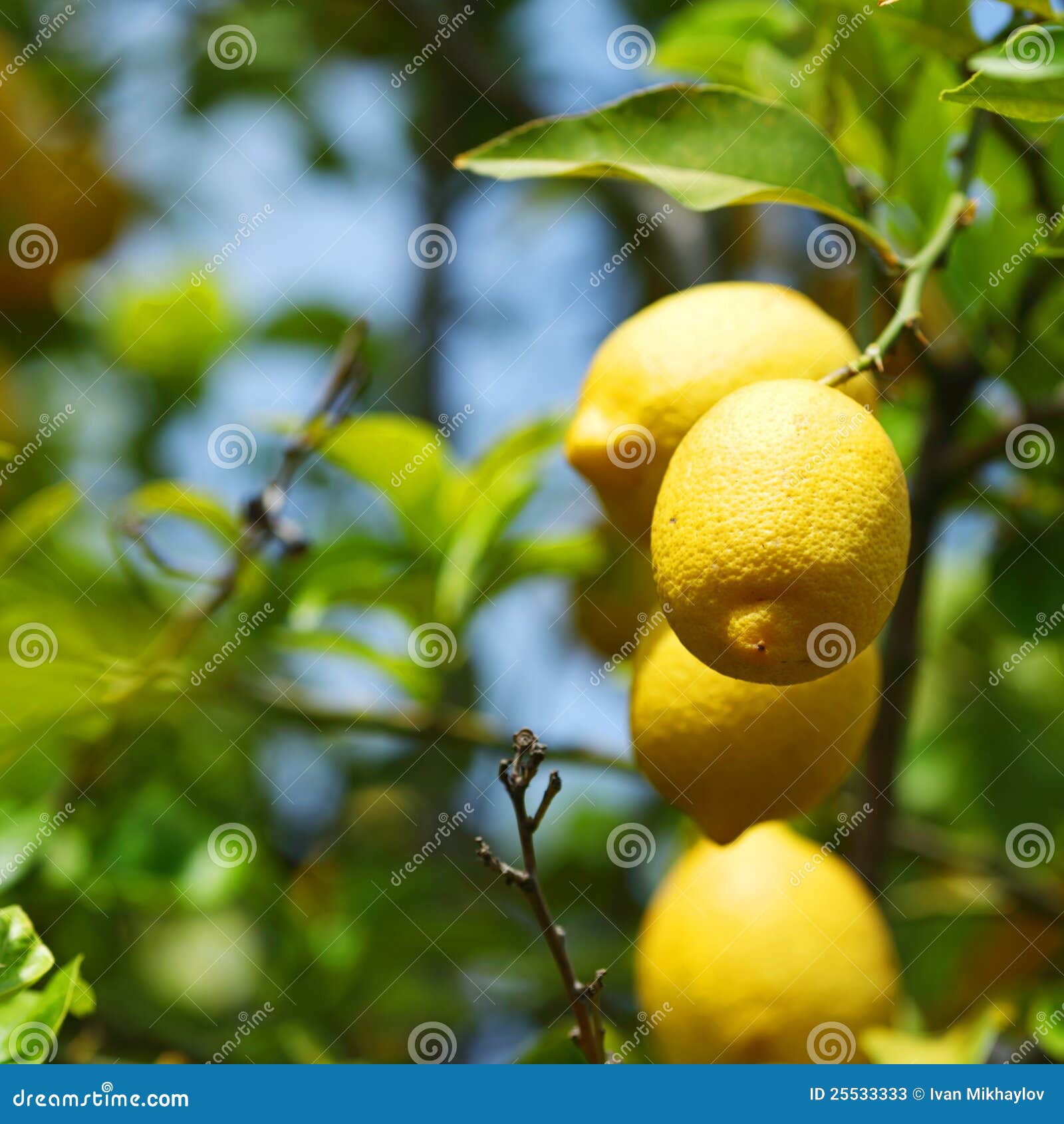 Lemon close up stock image. Image of copyspace, fruit - 25533333