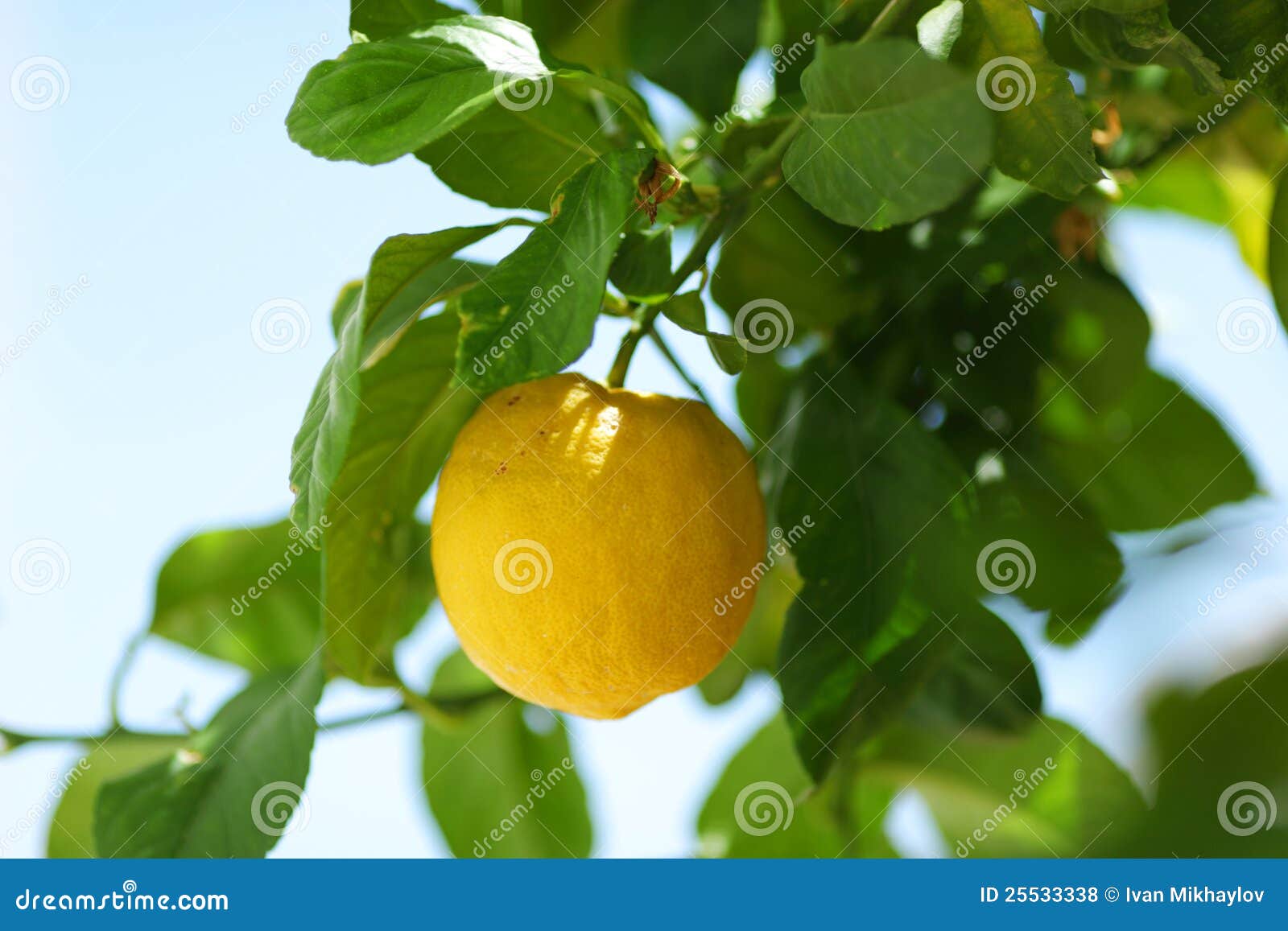 Lemon close up stock photo. Image of grove, juicy, food - 25533338
