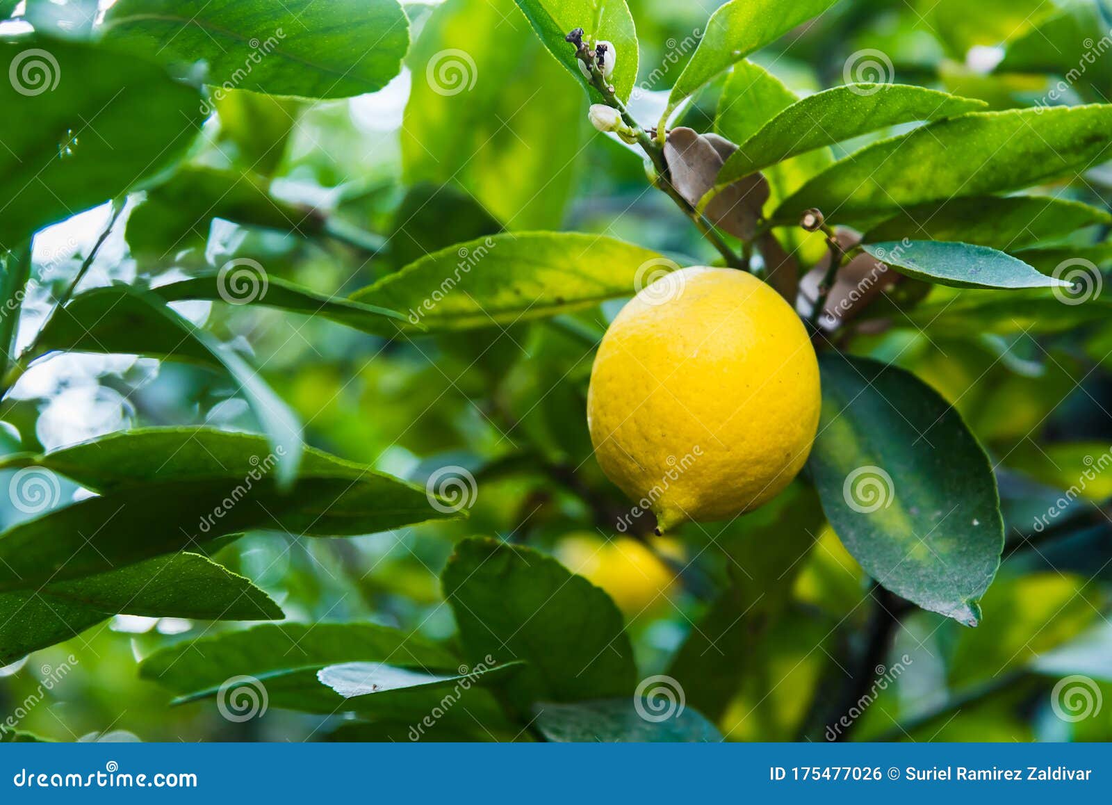 Lemon on the lemon tree stock photo. Image of leaf, healthy - 175477026