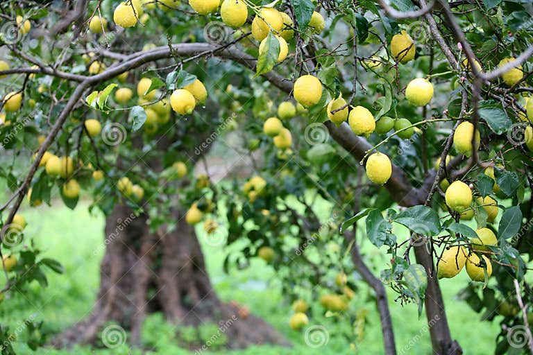 Lemon crop stock image. Image of tree, mediterranean, lemon - 454585