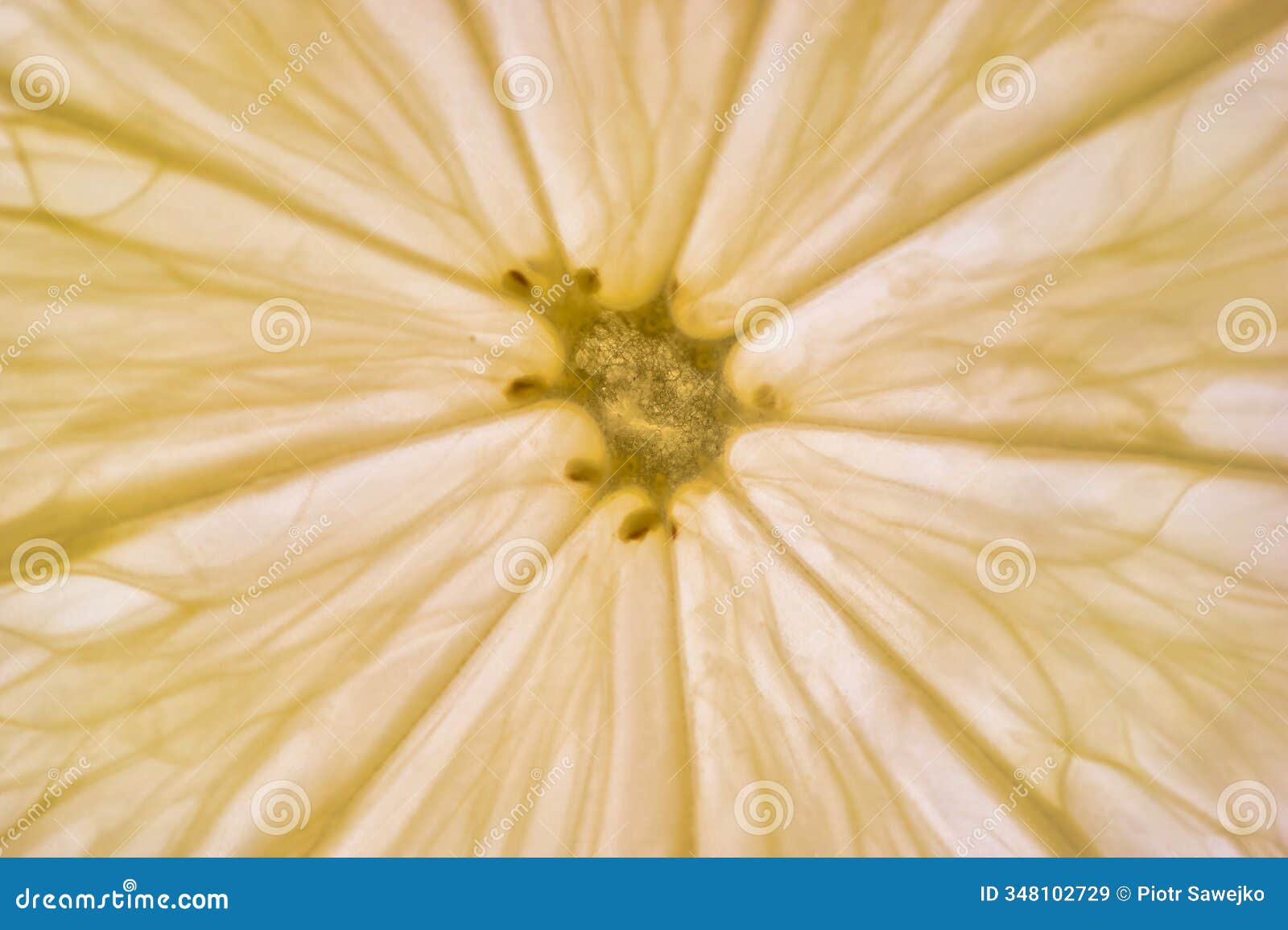 Lemon, Cross Section, Structure, Pattern, Background, Color, Veg Stock ...
