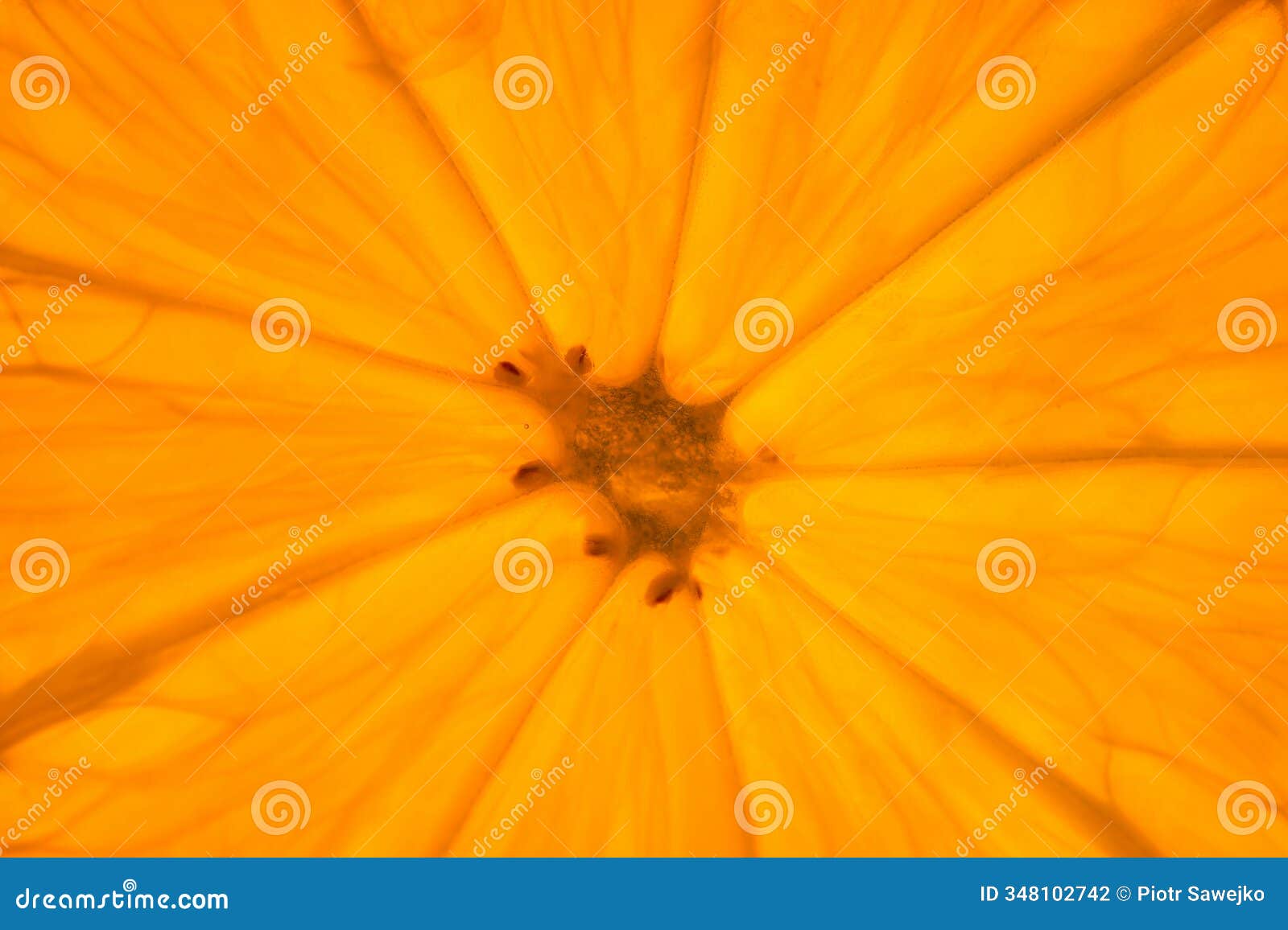 Lemon, Cross Section, Structure, Pattern, Background, Color, Veg Stock ...