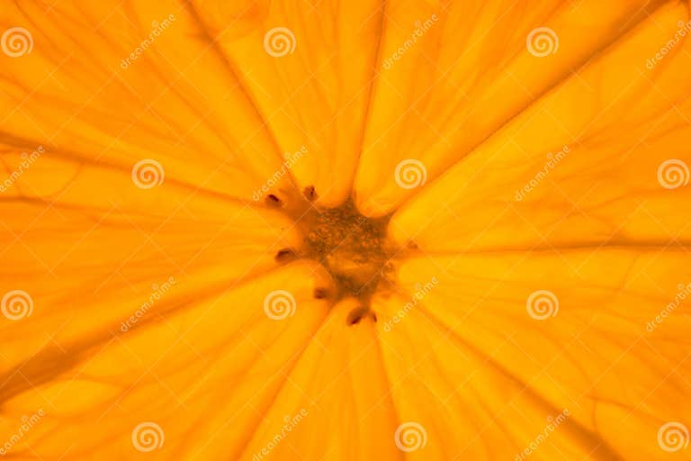 Lemon, Cross Section, Structure, Pattern, Background, Color, Veg Stock ...