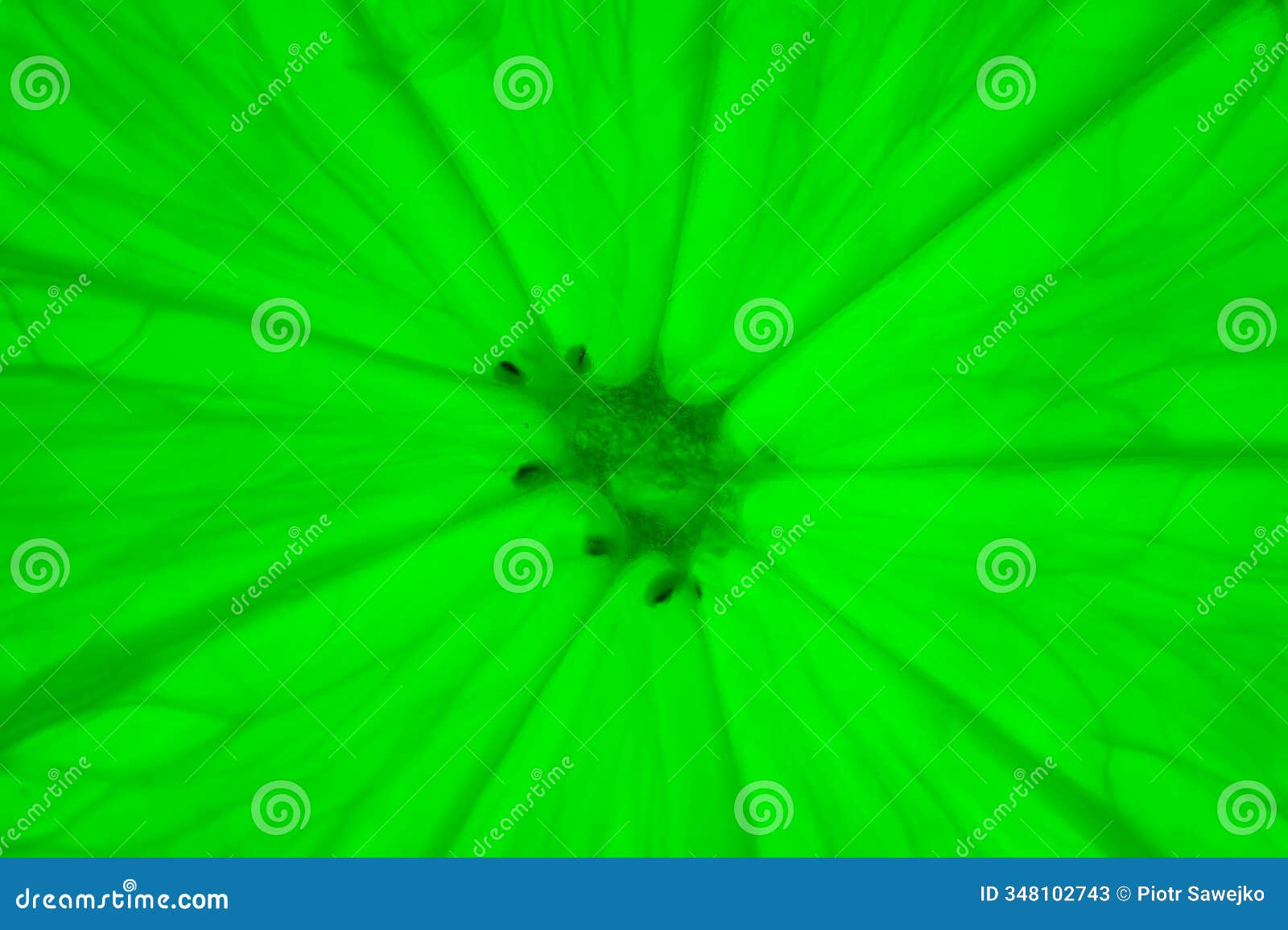 Lemon, Cross Section, Structure, Pattern, Background, Color, Veg Stock ...