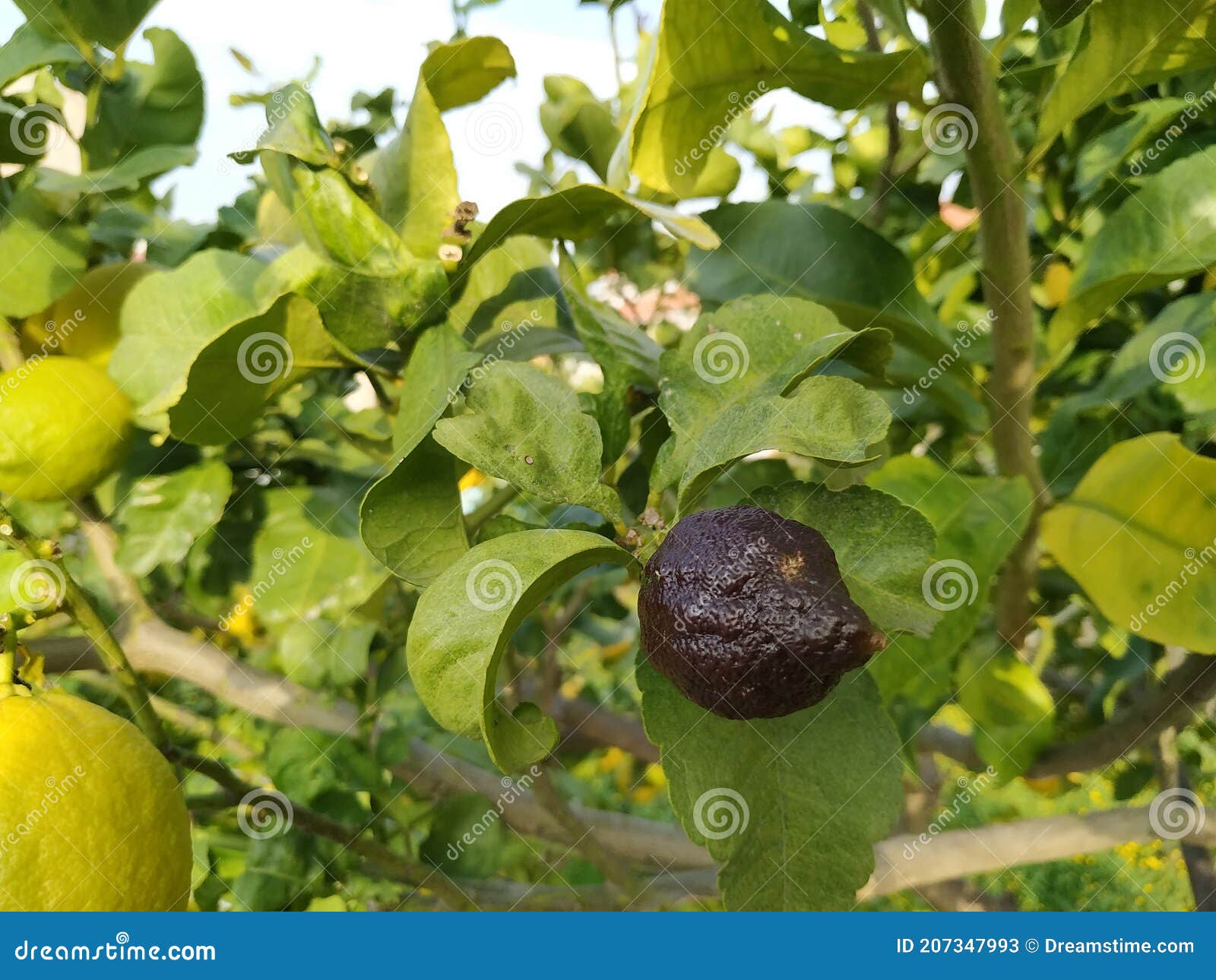 Lemon is dead stock image. Image of branch, berry, autumn - 207347993