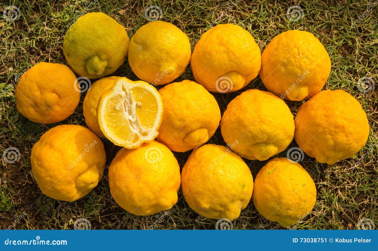 Lemon Display. stock image. Image of freshness, organic - 73038751