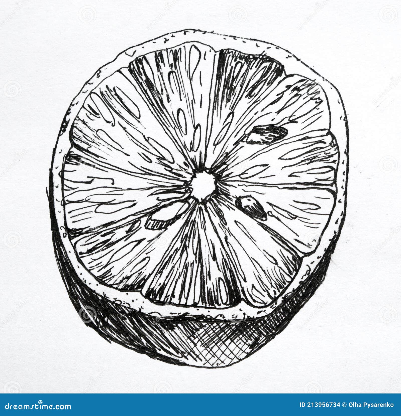 Lemon drawn in black stock vector. Illustration of design - 213956734