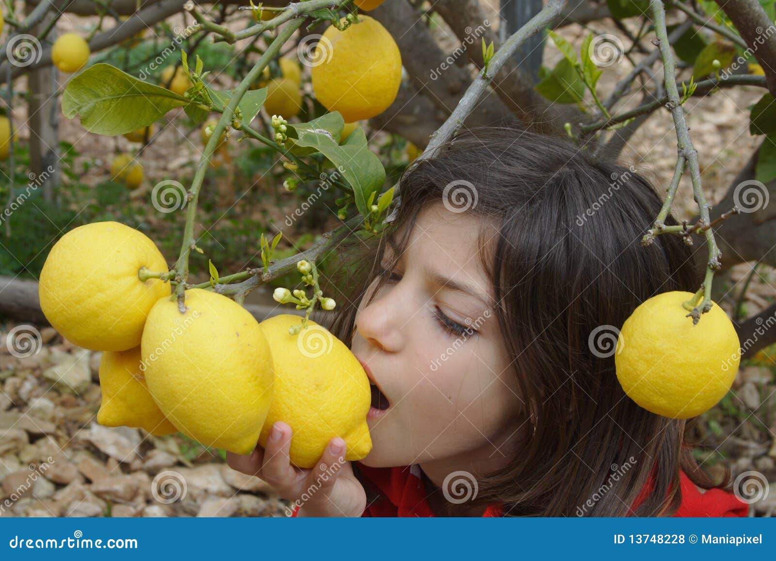 Lemon eater stock photo. Image of citrus, female, eater - 13748228