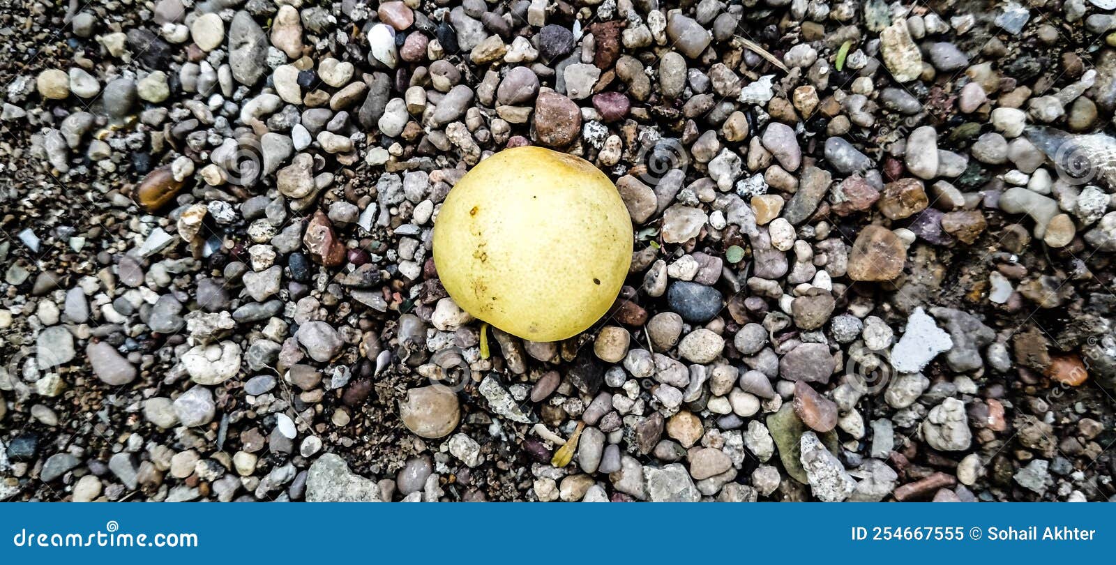 A Lemon Falling from a Tree. Stock Image - Image of boulder, asphalt ...