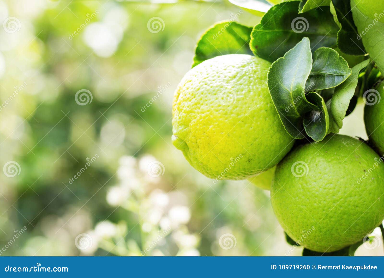 Lemon on the farm. stock photo. Image of branch, fruit - 109719260