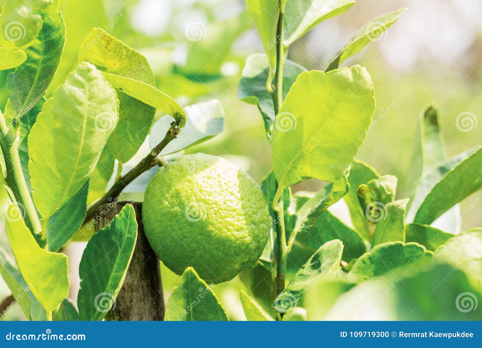 Lemon in the farm. stock photo. Image of food, fresh - 109719300