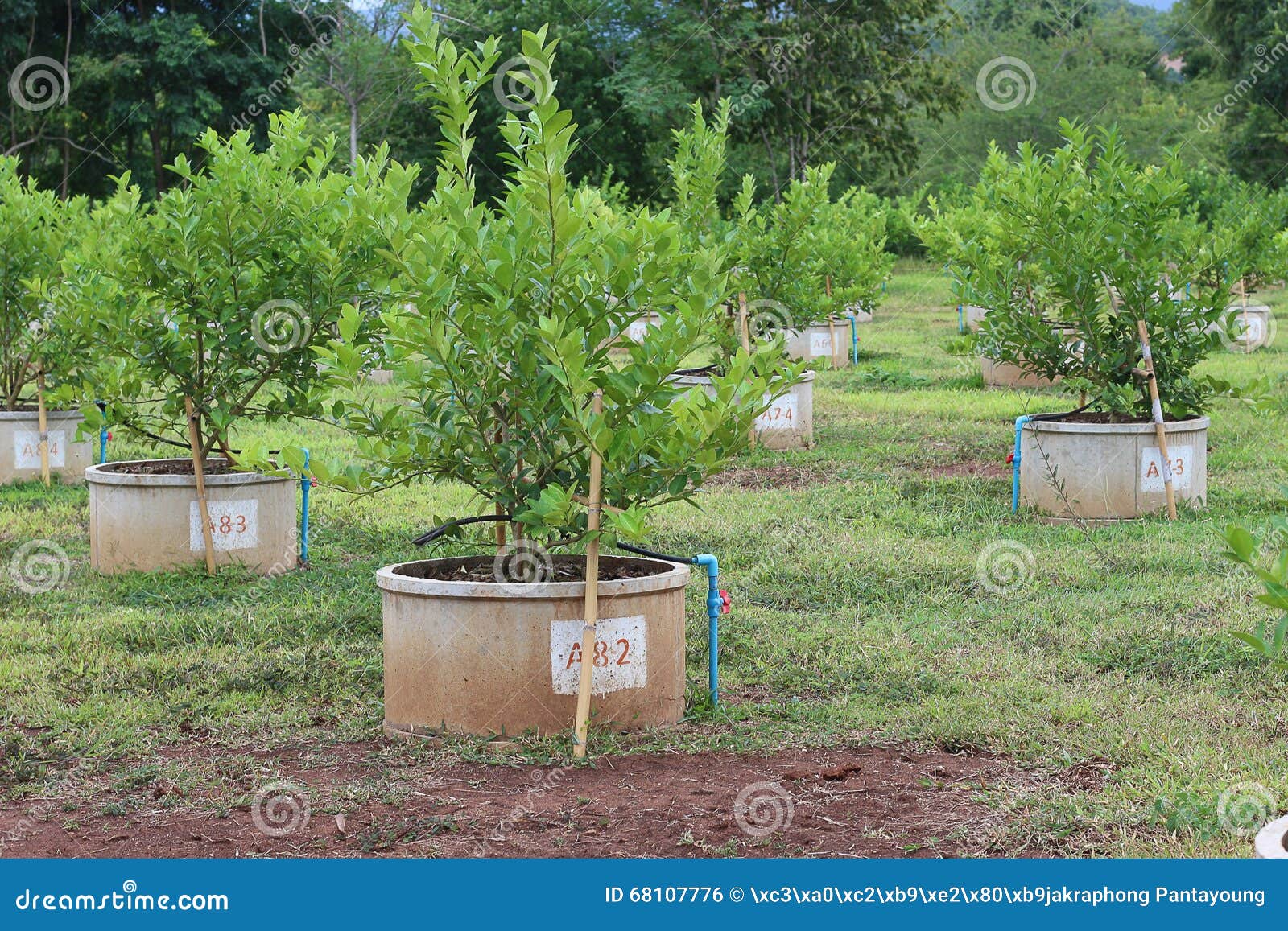 Lemon Farm stock photo. Image of green, countryside, lemon - 68107776