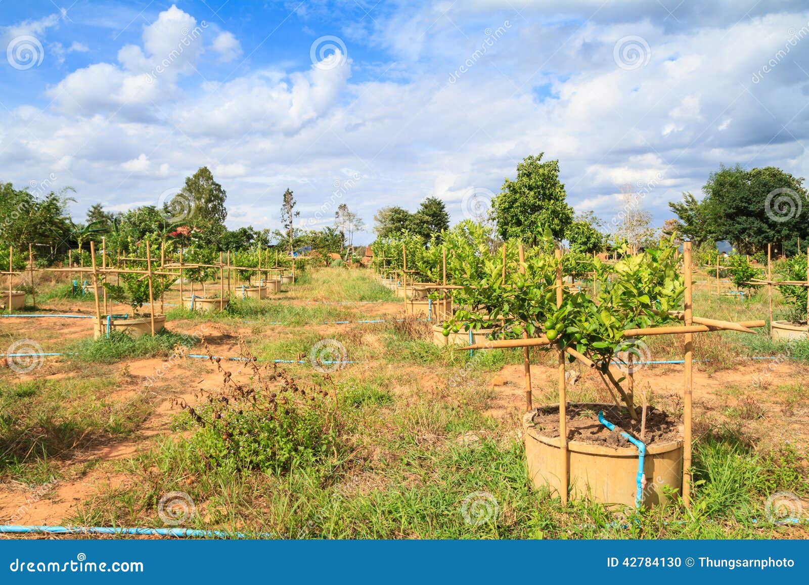 Lemon farm stock photo. Image of garden, health, farm - 42784130