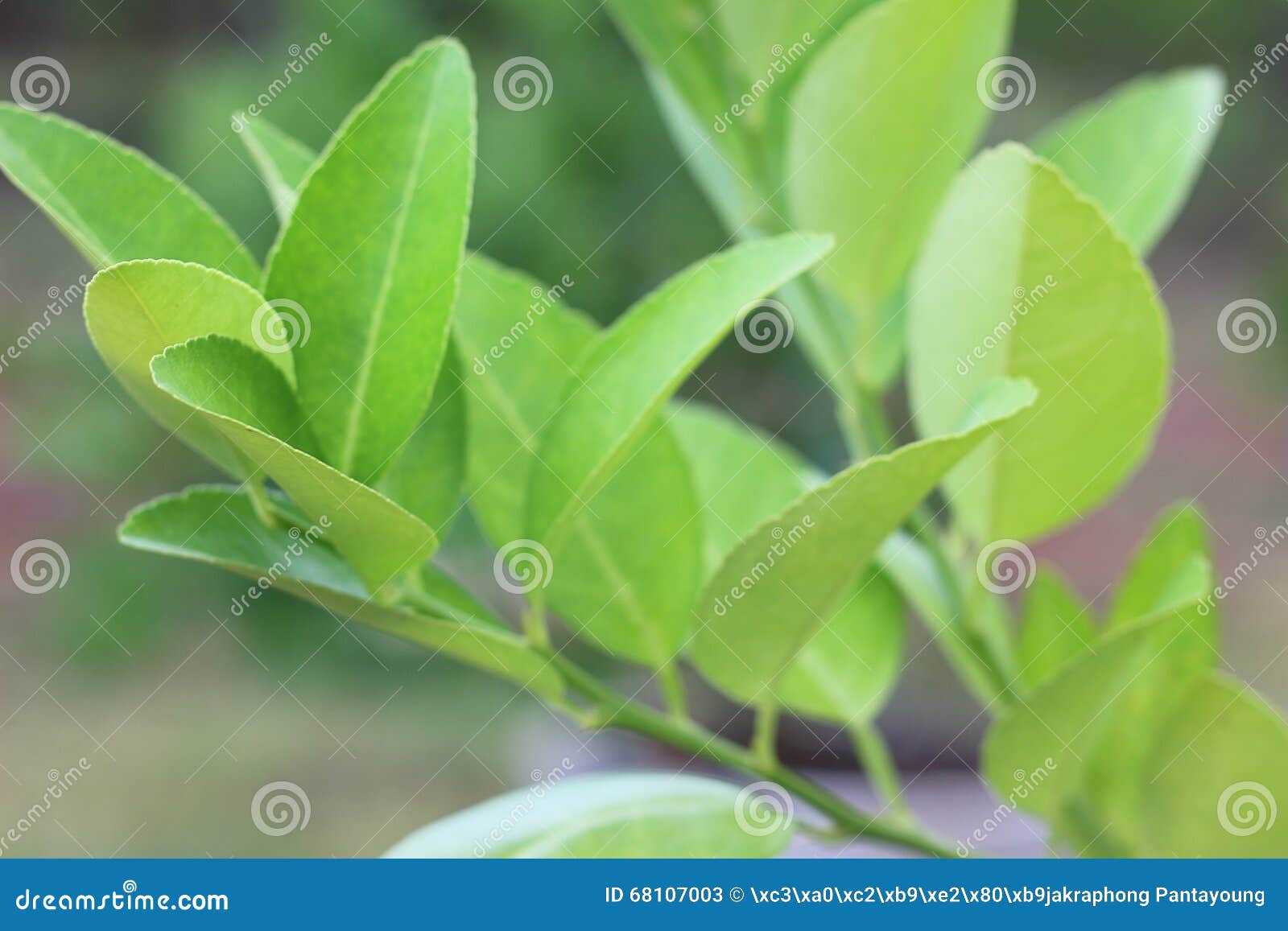 Lemon farming stock image. Image of organic, farmland - 68107003