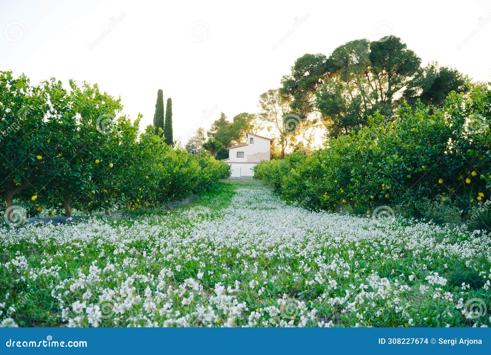 Lemon Field with White Flowers on the Ground Stock Photo - Image of ...