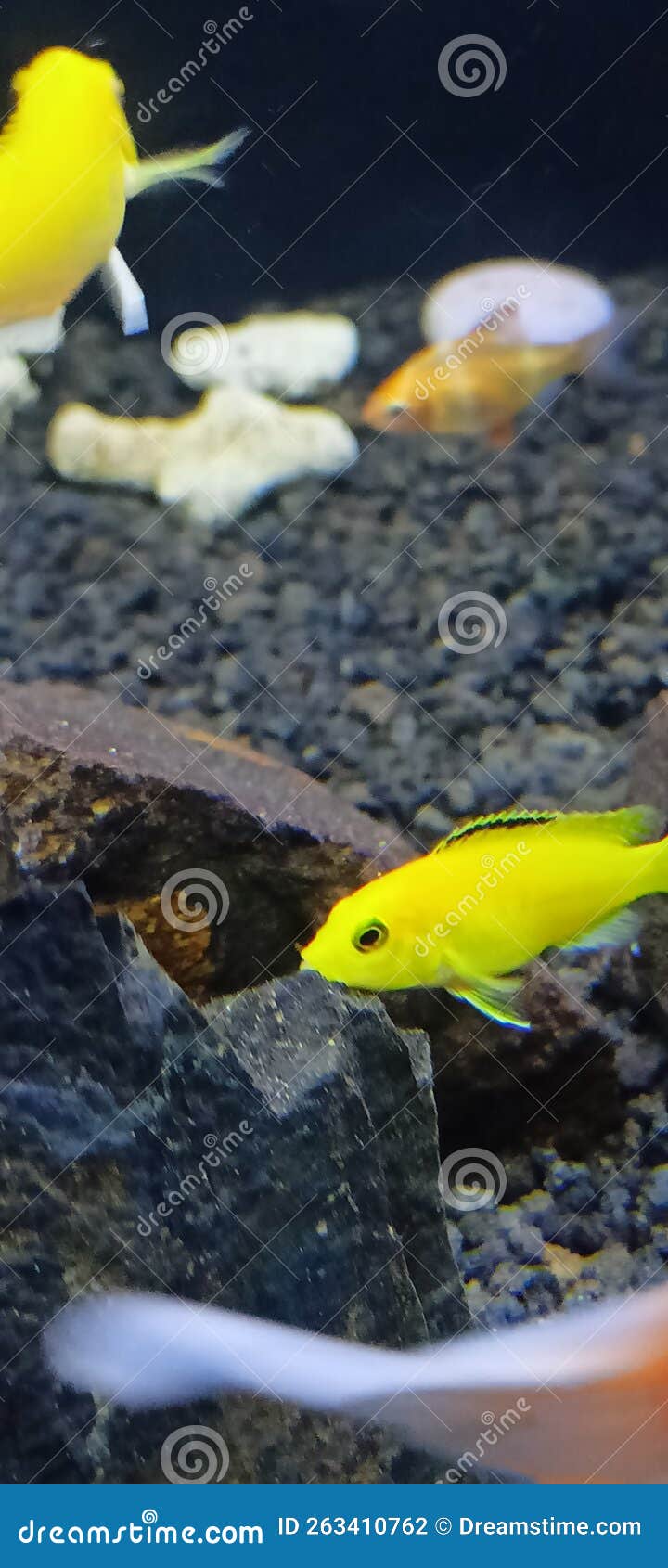 Lemon Fish Underwater Aquarium Rock Stock Photo - Image of aquarium ...