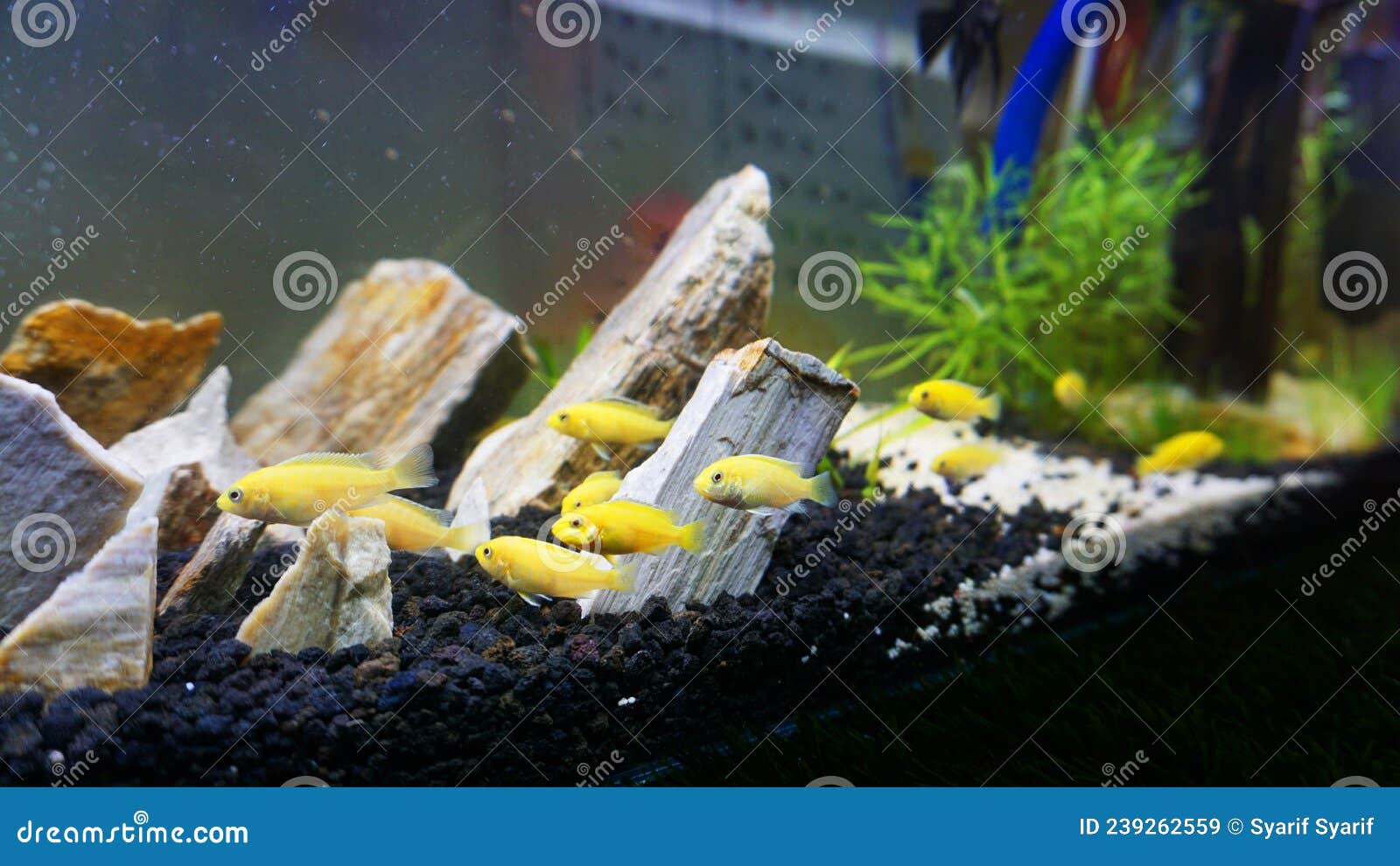 Lemon Fish in the Water Aquarium Stock Image - Image of fish, lemon ...