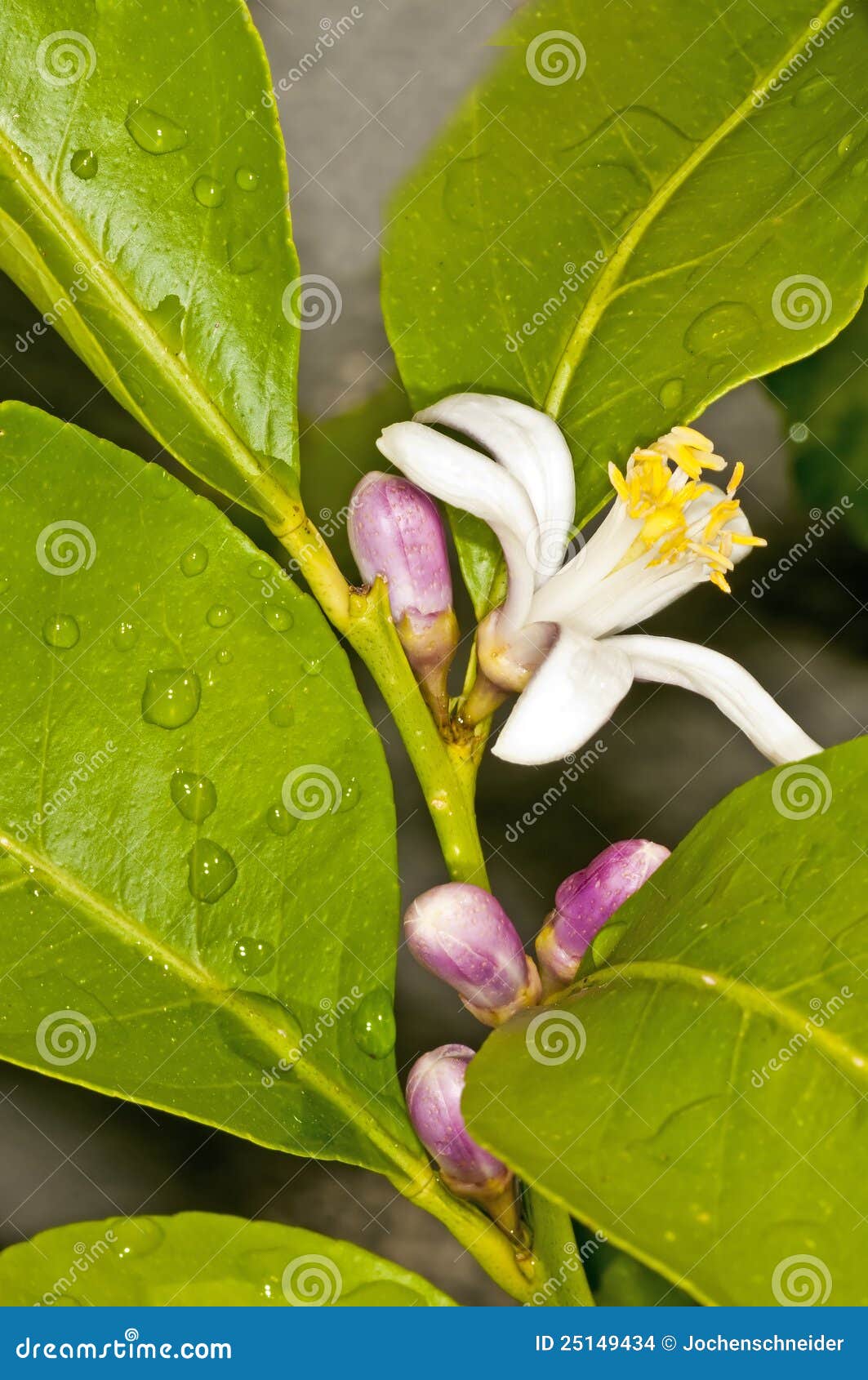 Lemon flower stock photo. Image of design, green, gardening - 25149434