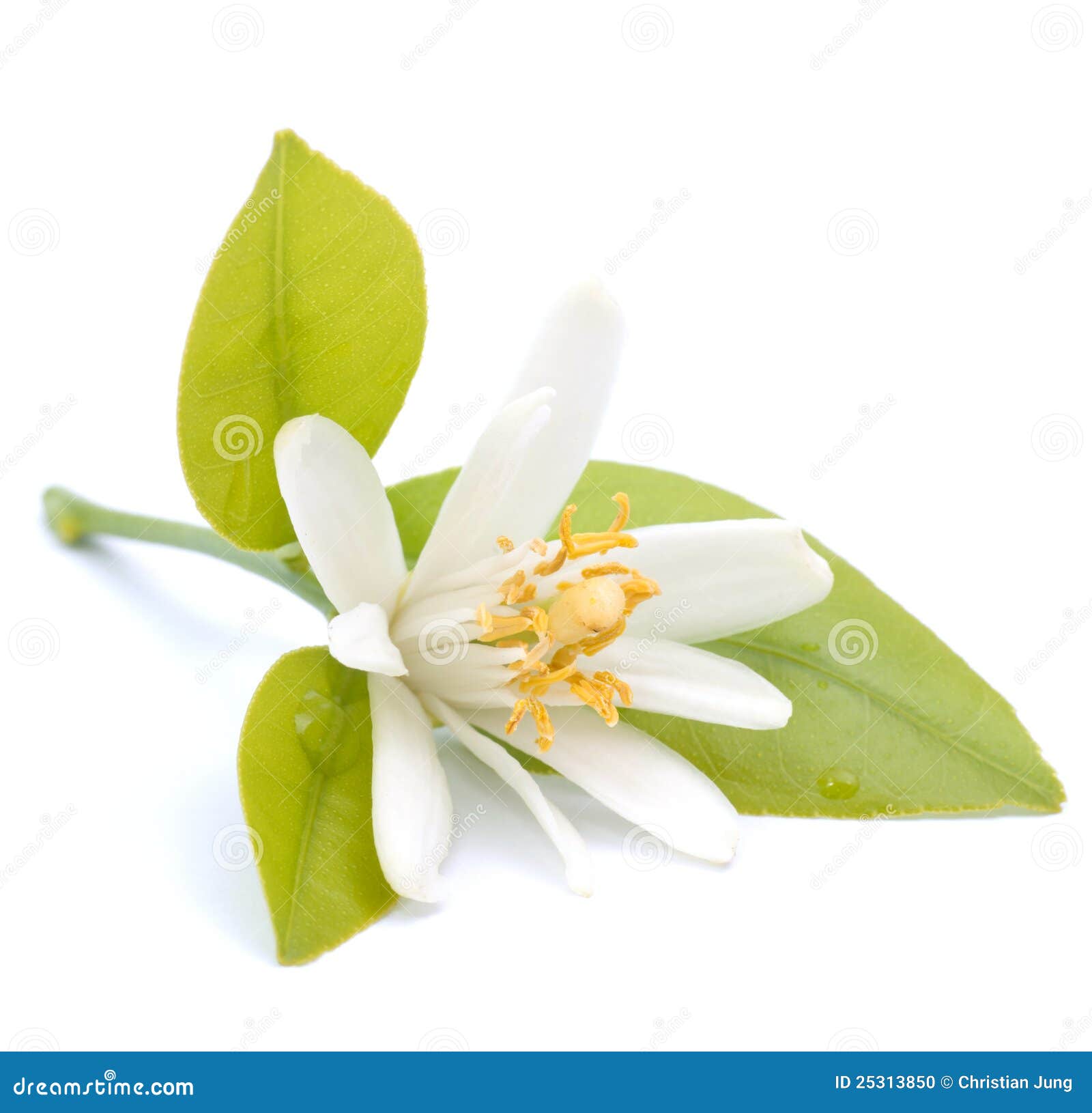 Lemon flower stock photo. Image of spring, perfume, fruit - 25313850