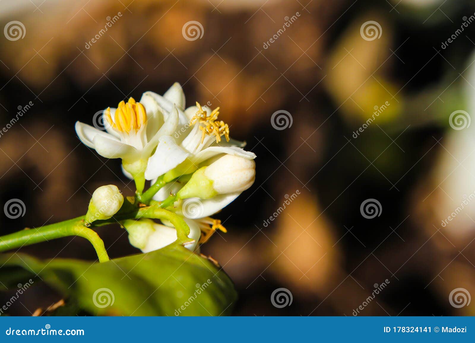 Lemon Flower is Blooming on Lemon Tree Stock Image - Image of bloom ...