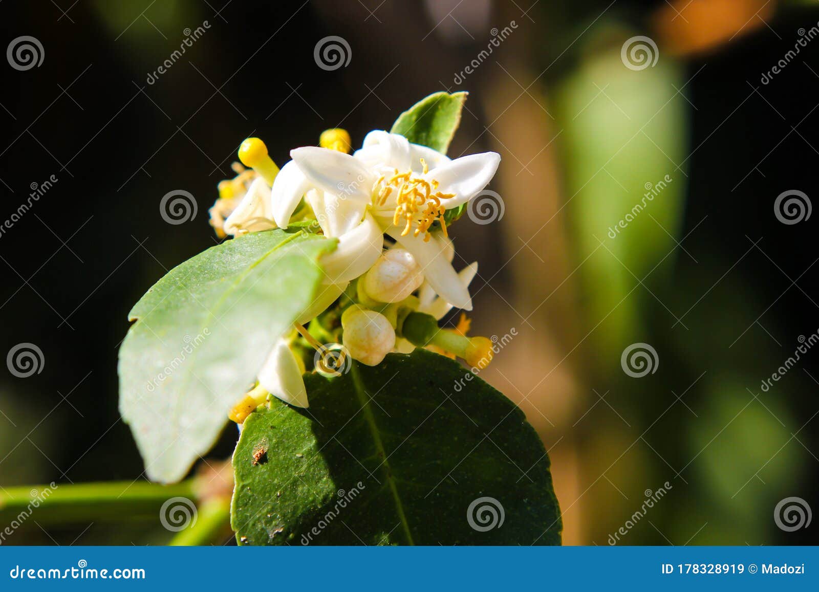 Lemon Flower is Blooming on Lemon Tree Stock Image - Image of organic ...