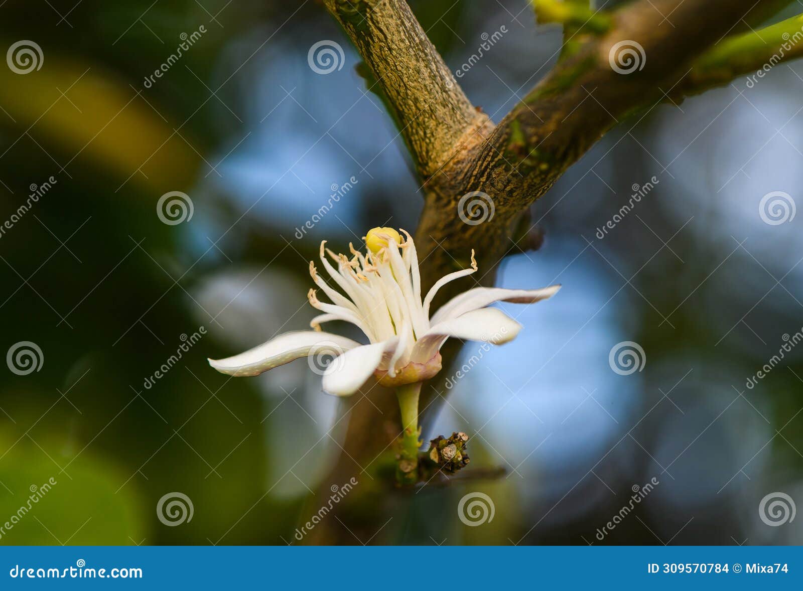 Lemon Flower on Branches in Lemon Garden 3 Stock Photo - Image of ...