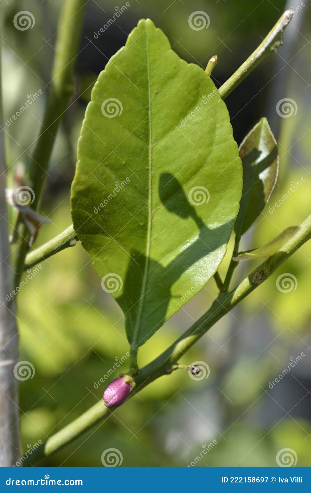 Lemon flower stock image. Image of botany, garden, spring - 222158697