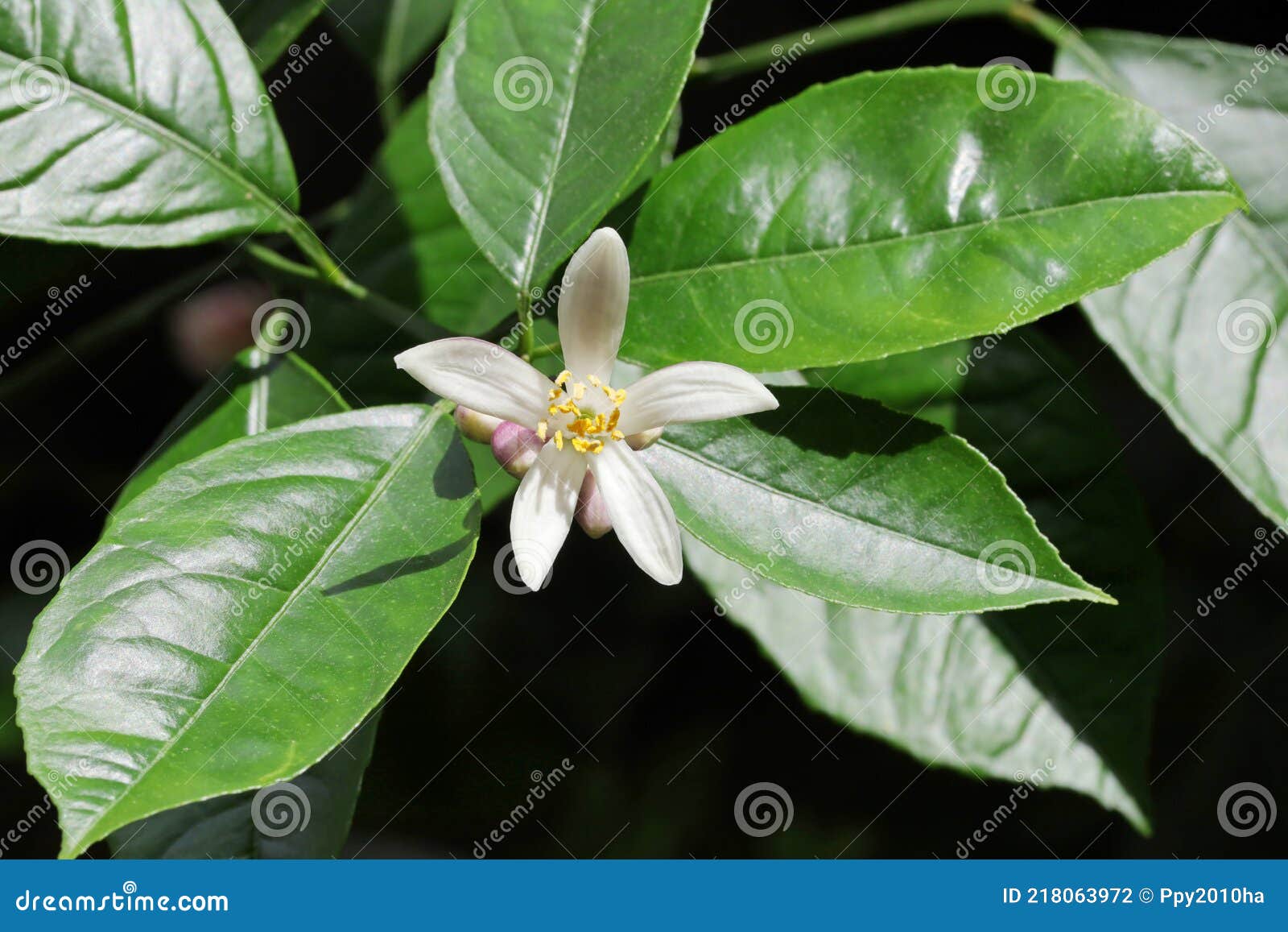 Lemon flower and buds stock photo. Image of pink, lemon - 218063972