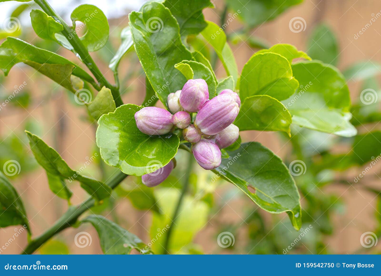 Lemon Flower Buds stock photo. Image of buds, harvesting - 159542750