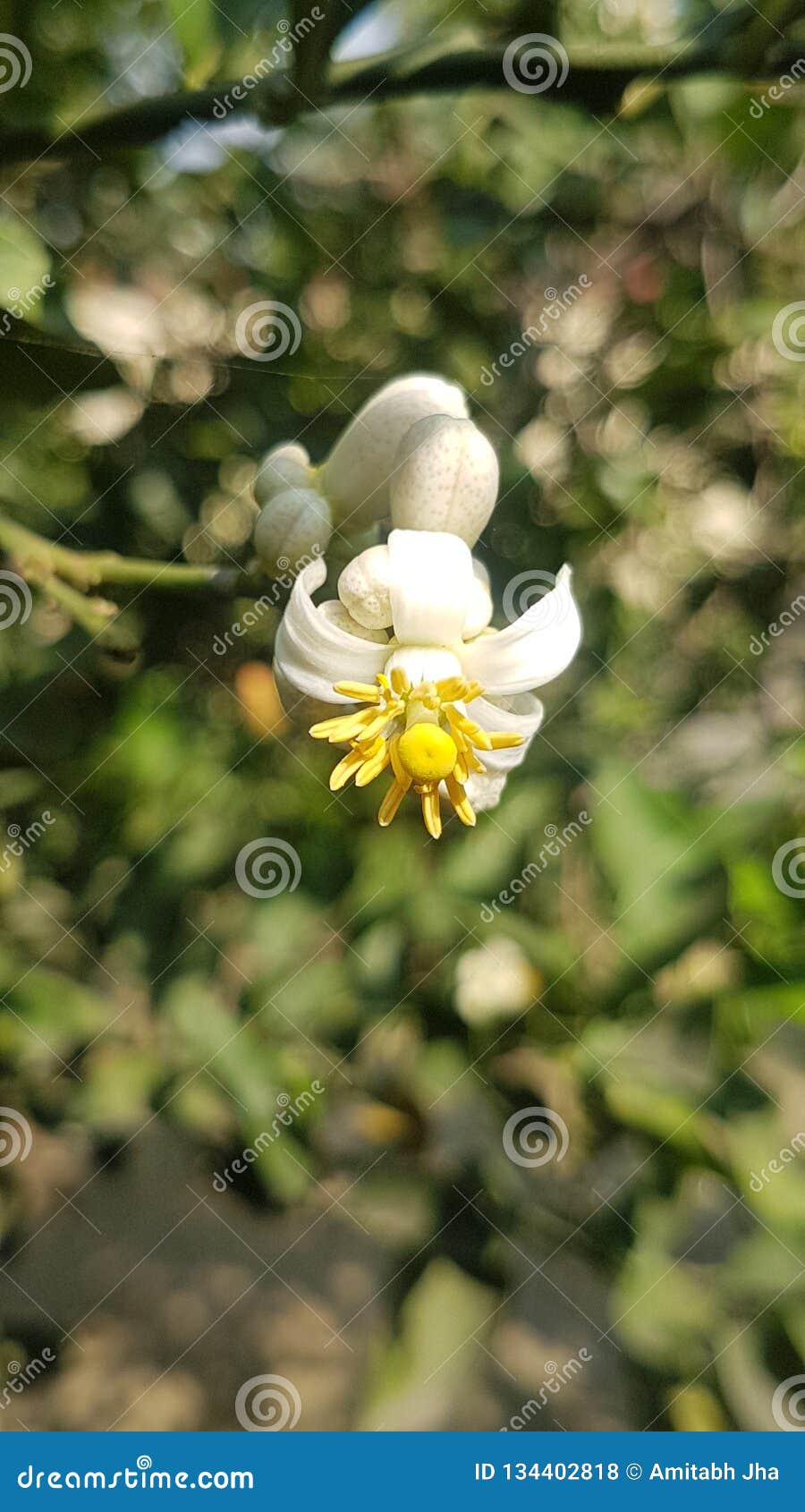 Lemon Flower stock photo. Image of citrus, turning, fruit - 134402818