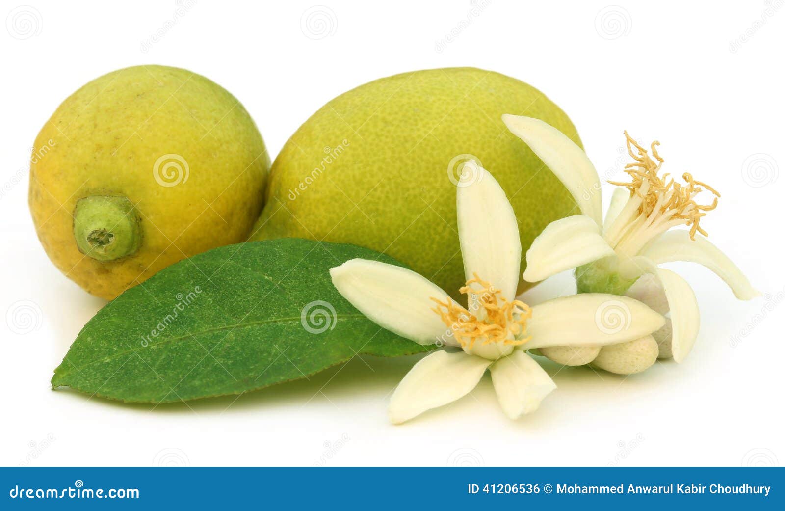 Lemon flower stock photo. Image of beautiful, nature - 41206536