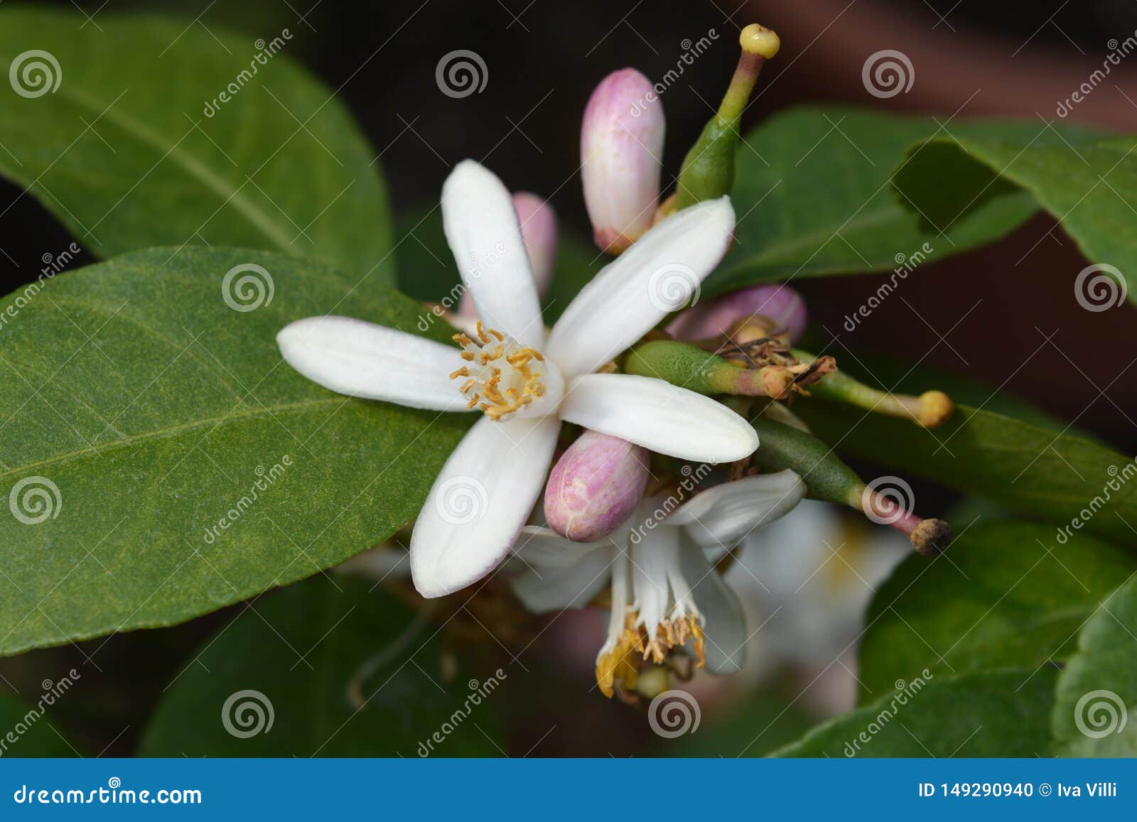 Lemon flower stock photo. Image of close, garden, nature - 149290940