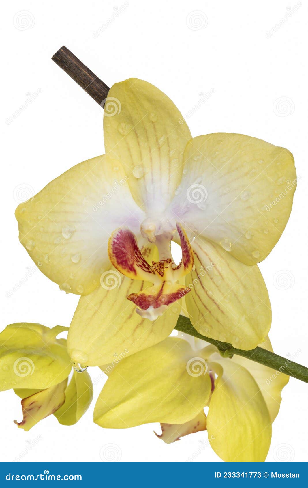 Lemon flower orchid stock image. Image of plants, background - 233341773