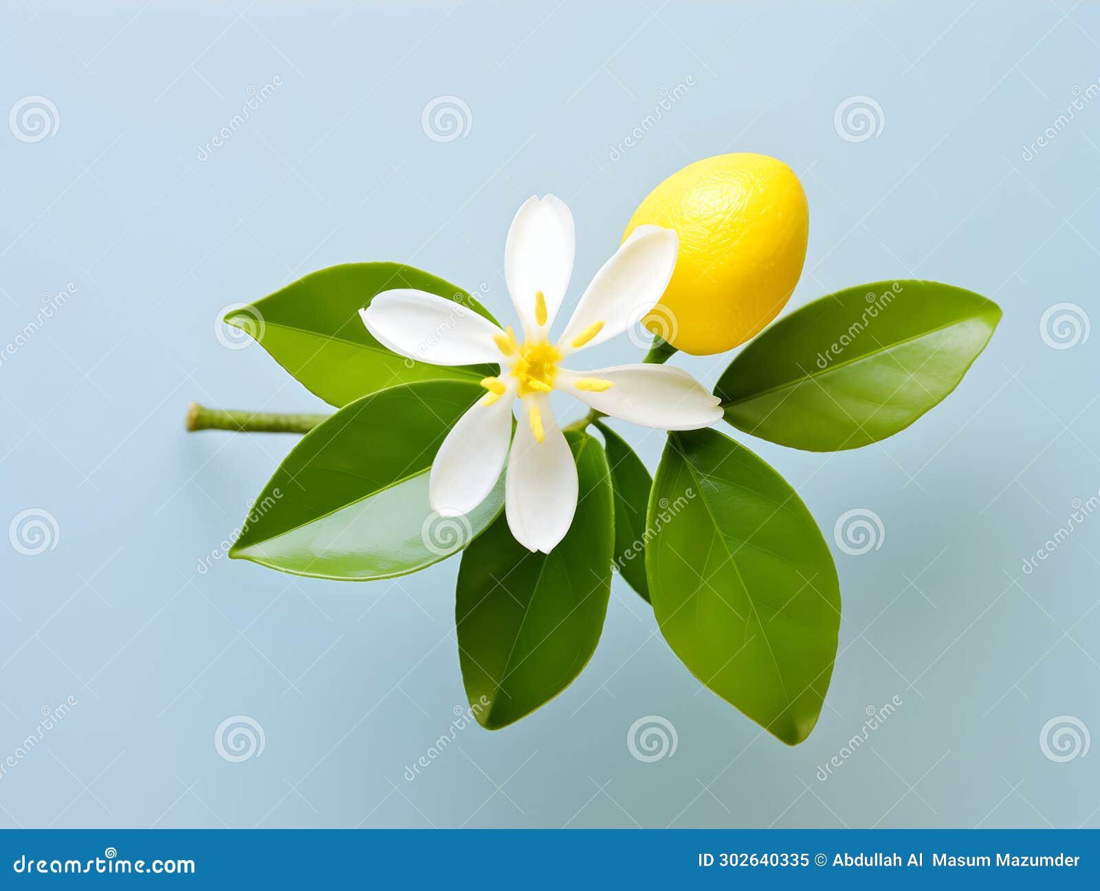 Lemon Flower in Studio Background, Single Lemon Flower, Beautiful ...