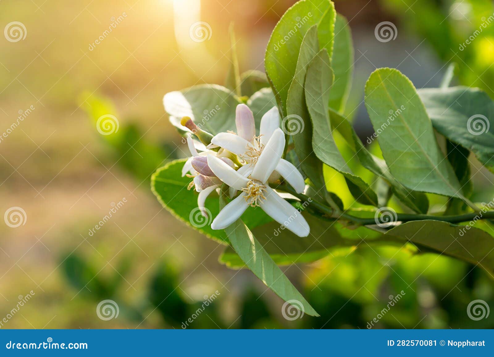 Lemon Flower on Tree on Blur Background Stock Image - Image of bright ...