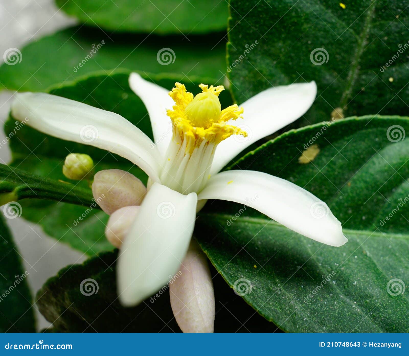 A Lemon flower stock image. Image of lemon, white, full - 210748643