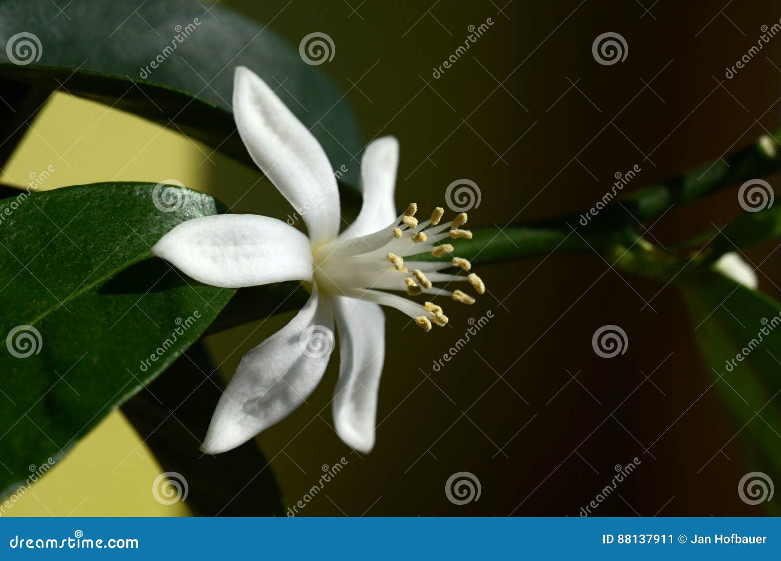Lemon flower stock image. Image of tree, blossom, lime - 88137911