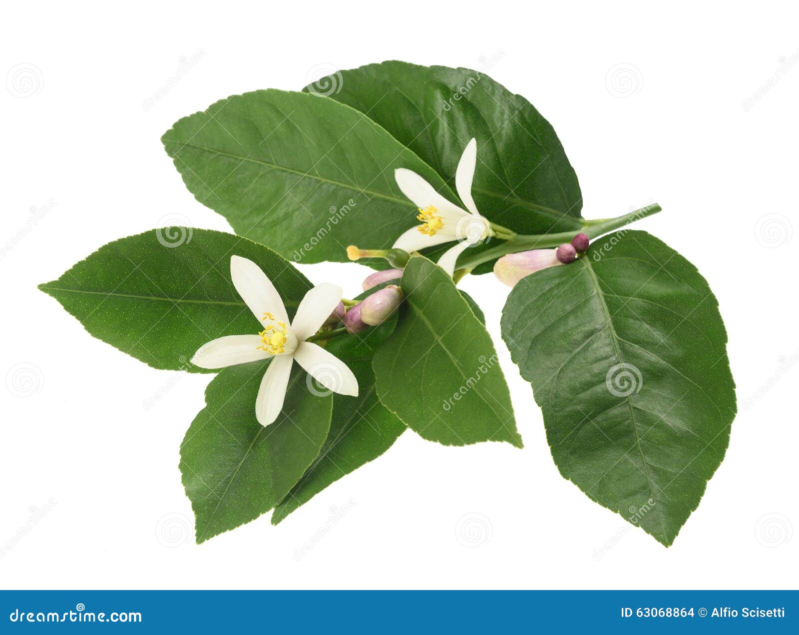 Lemon flowers stock photo. Image of floral, stem, plant - 63068864