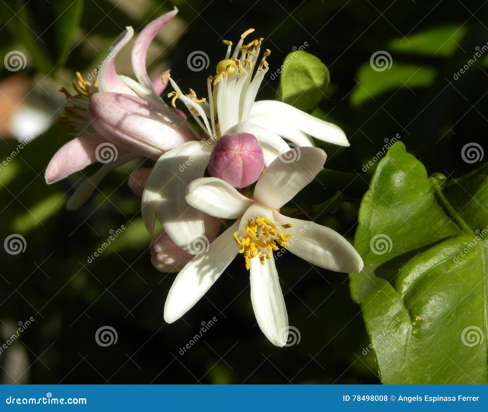 Lemon flowers stock photo. Image of flowers, macro, lemon - 78498008