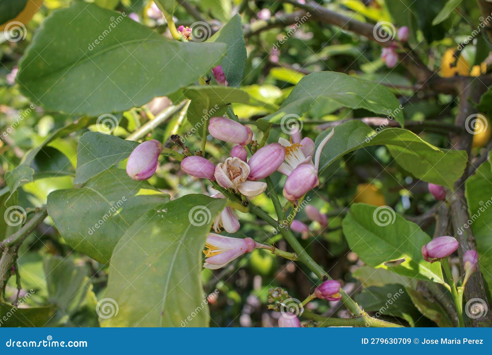 Lemon Flowers Starting To Bud Stock Image - Image of spring, closeup ...