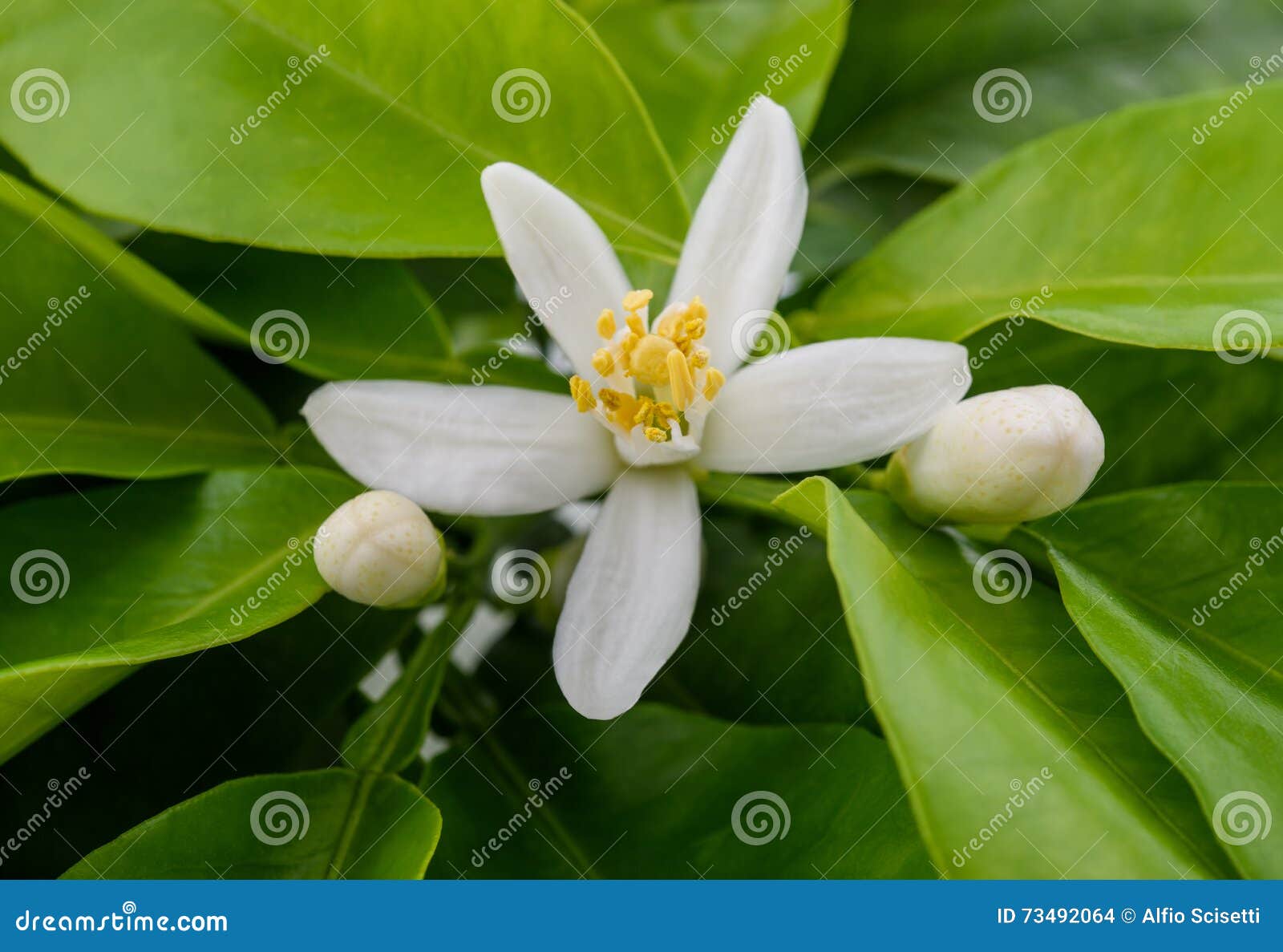 Lemon flowers stock photo. Image of tree, leaves, leaf - 73492064