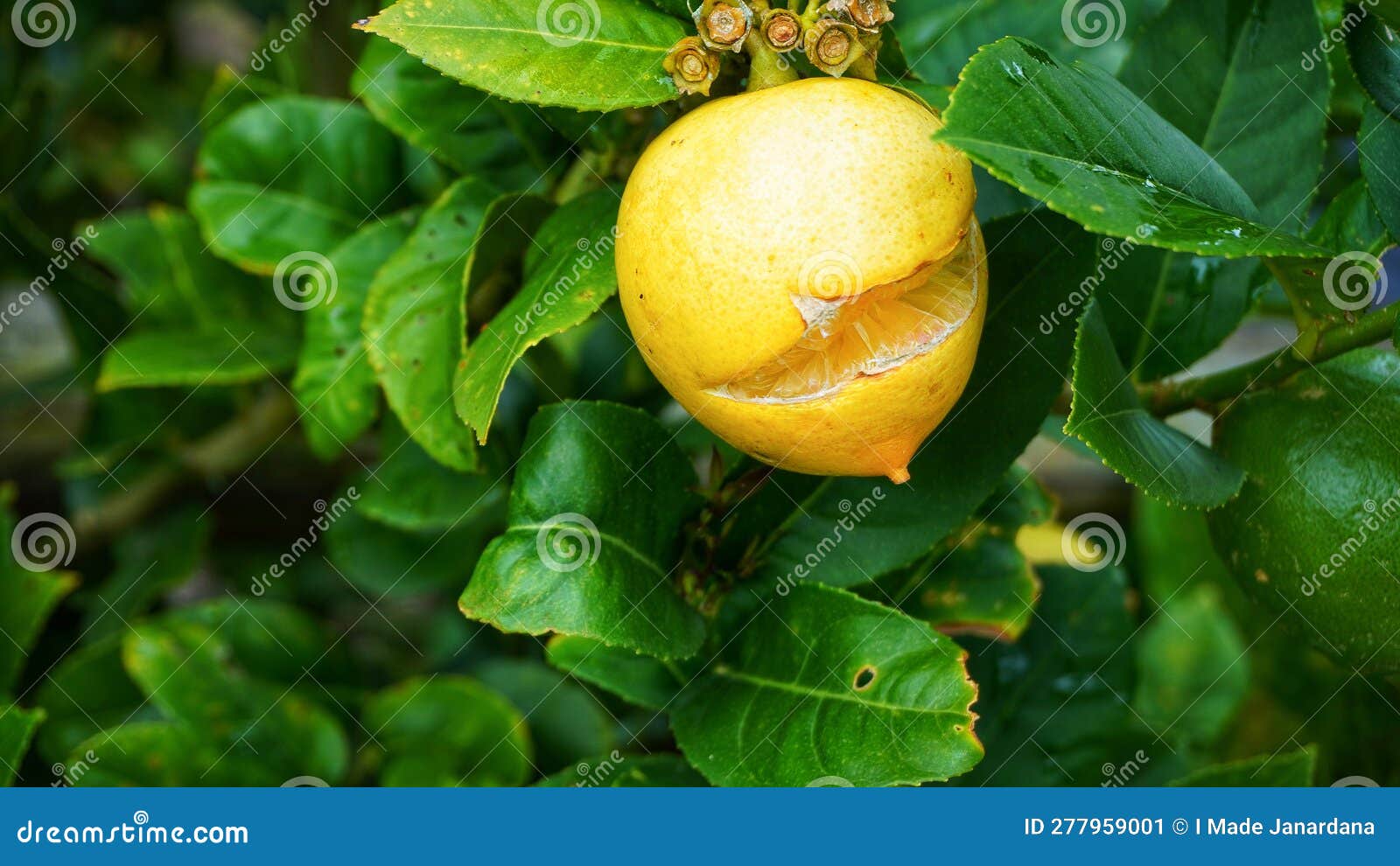 Lemon Fruit Bitten by an Animal Still Hanging on the Tree Stock Image ...