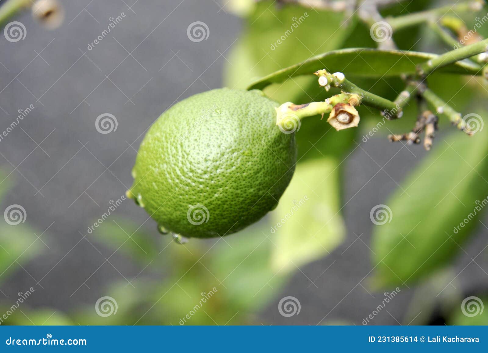 Lemon after rain stock photo. Image of fruit, plants - 231385614