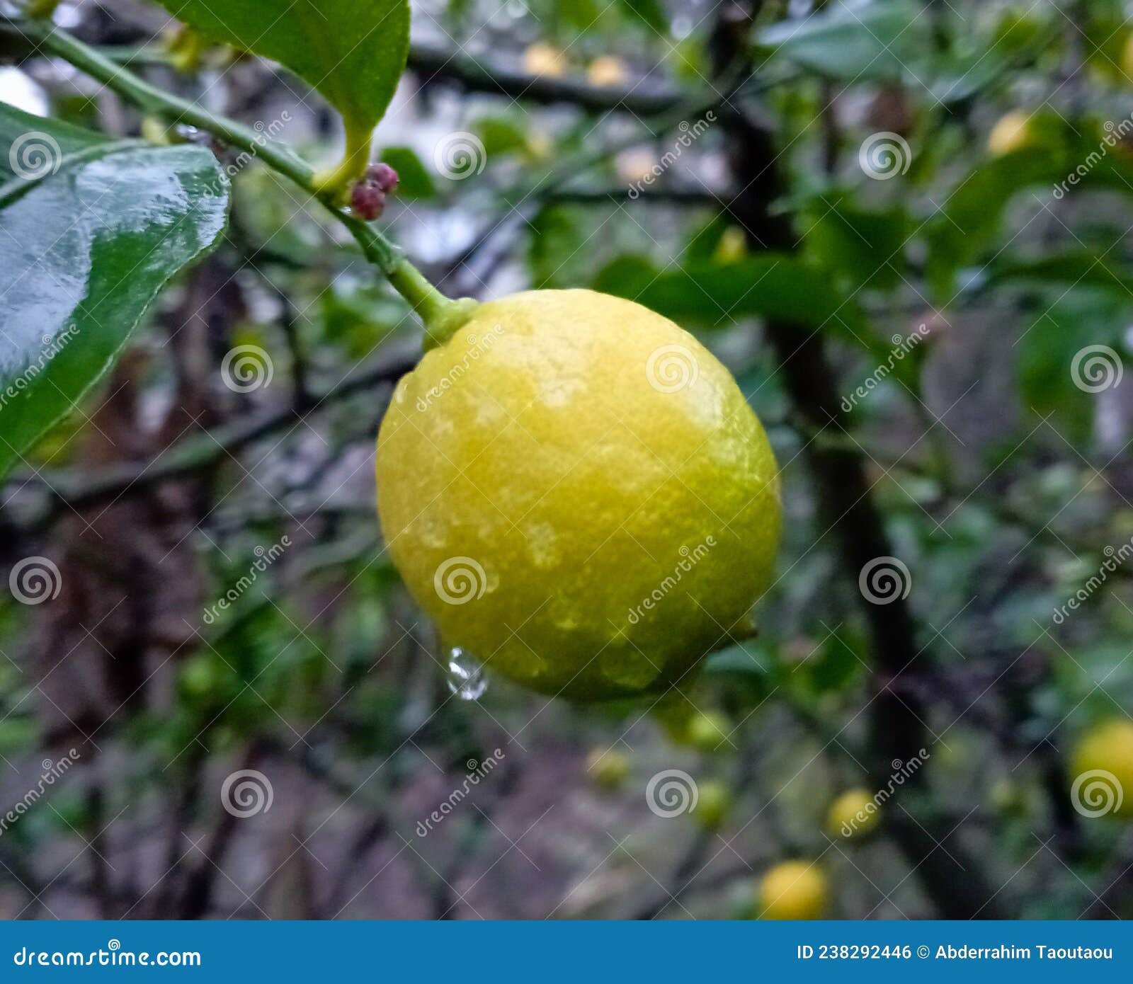 Lemon Fruit on the Tree with Rain Water Drops Stock Photo - Image of ...
